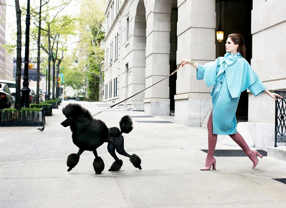 The MeadowTree Journal: Poodle Time!-Poodles In Fashion-Inspired by ...
